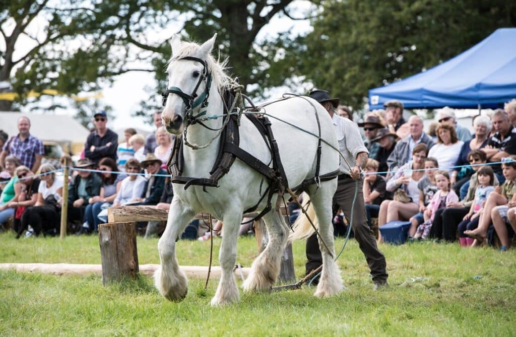 About OAK Fair | News | Country Fair 2023 | Stock Gaylard